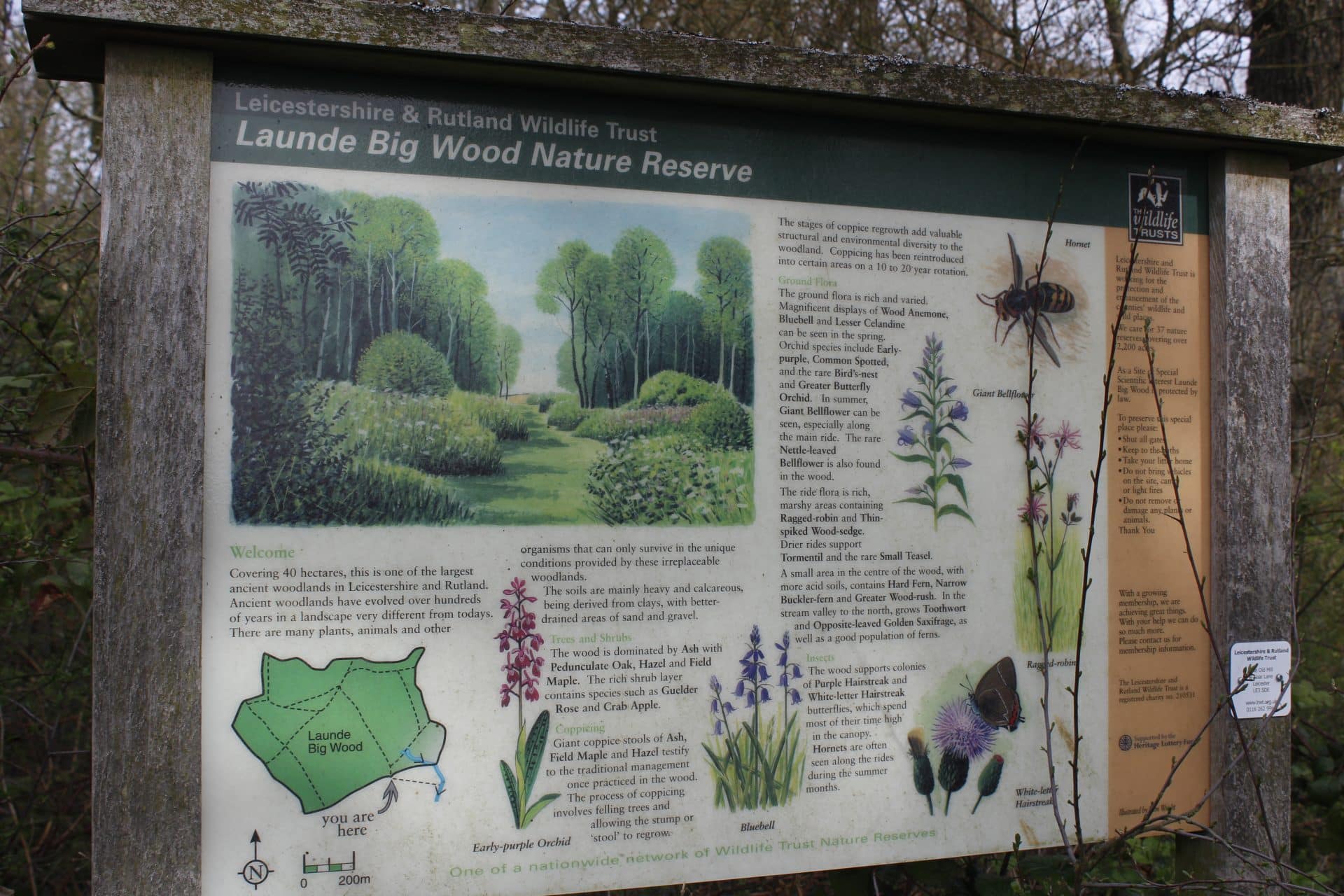 The Ancient Woods - Launde Abbey