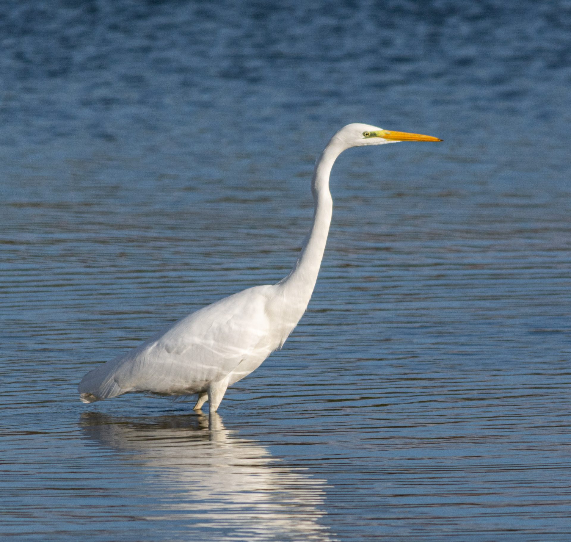 Look at the Birds: A Birdwatching Retreat - Launde Abbey